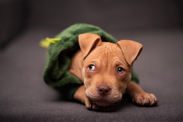 Pitbull Kicsi Házi Kedvenc - Ingyenes fotó a Pixabay-en - Pixabay