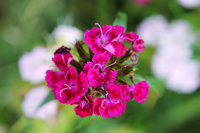 Gillyflowers Flowers Plant Pink - Free photo on Pixabay - Pixabay