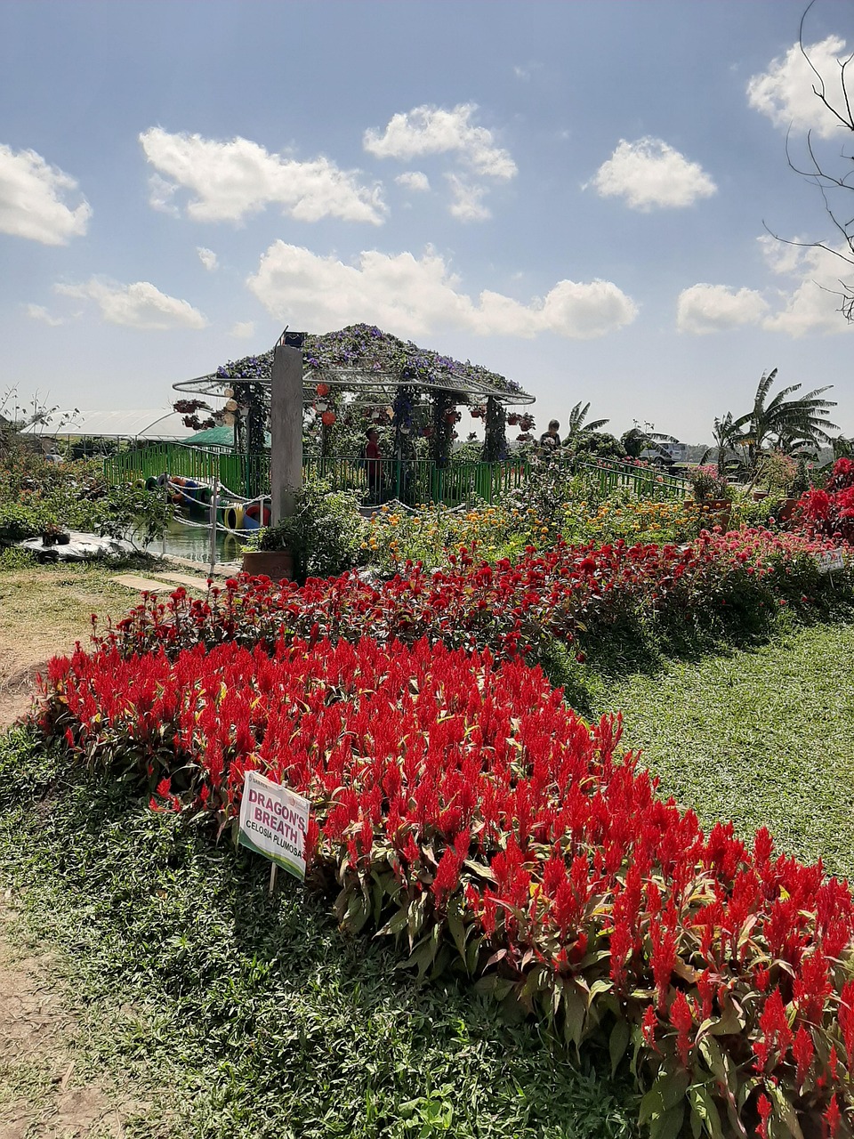 Flower Farm Flowers Landscape - Free photo on Pixabay