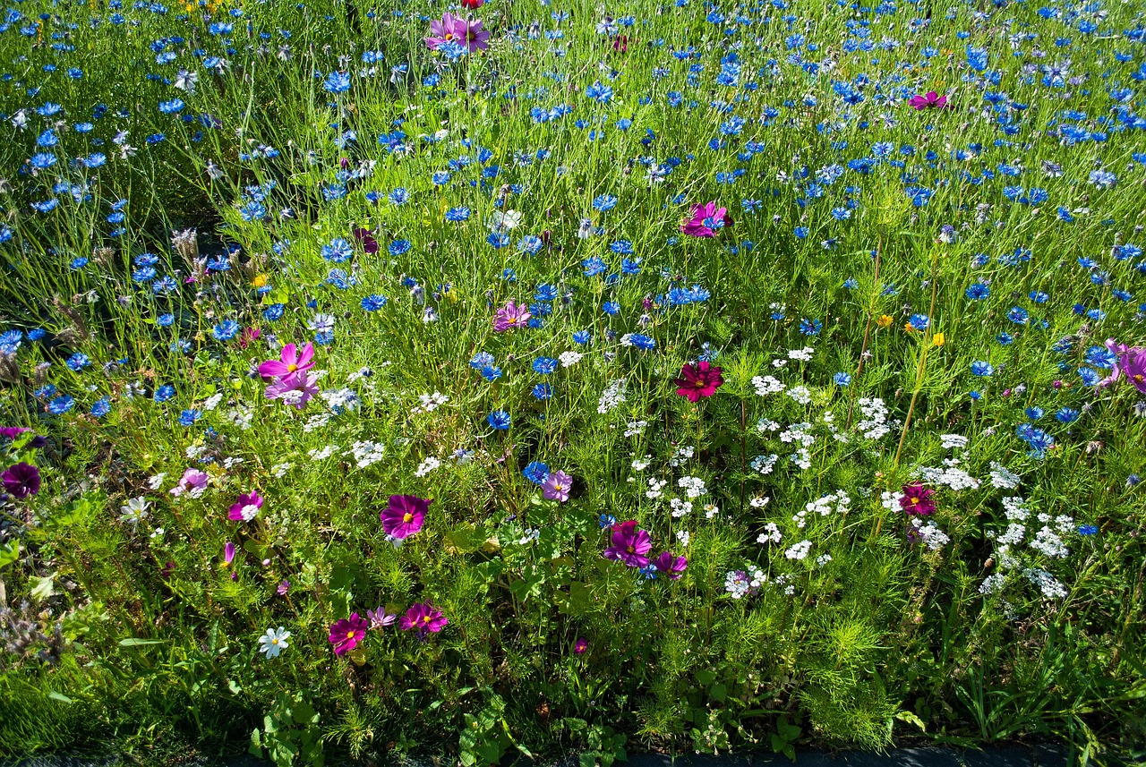 Prado De Flores Amapola Del - Foto gratis en Pixabay - Pixabay