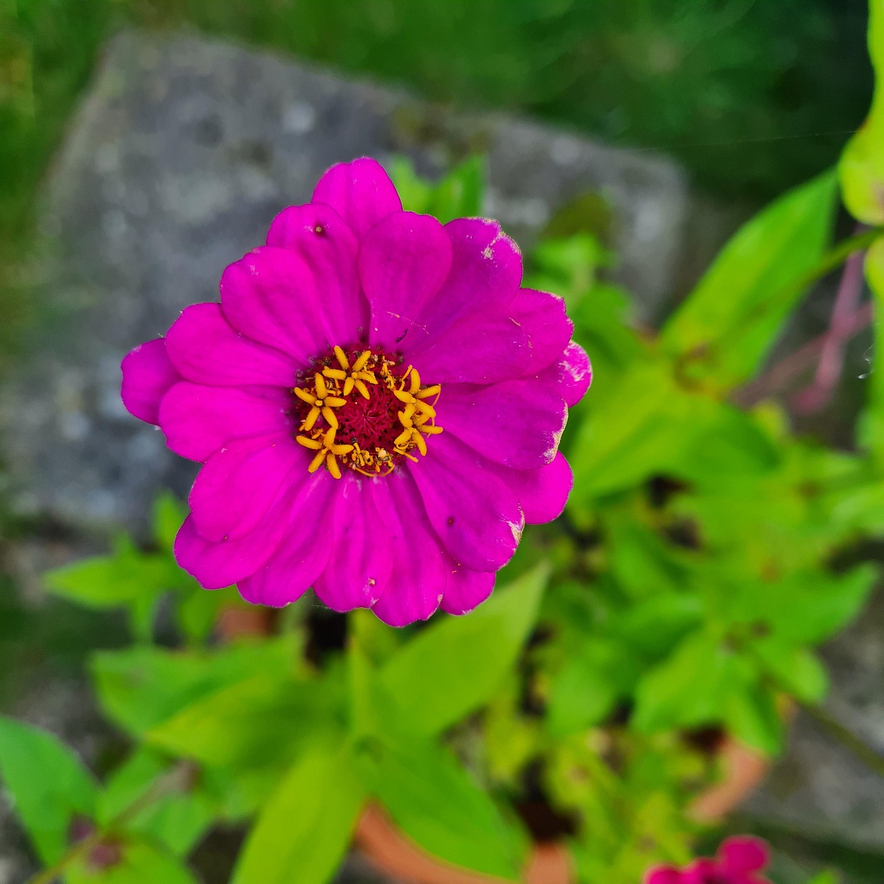 Bunga Mekar Alam Musim - Foto gratis di Pixabay - Pixabay