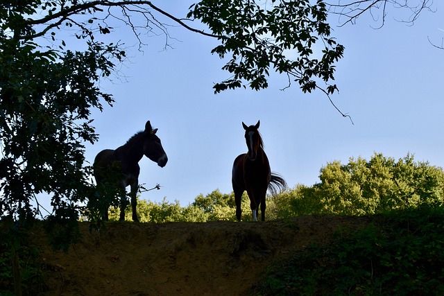 Fotografie De Fundal Animale - Fotografie gratuită pe Pixabay - Pixabay