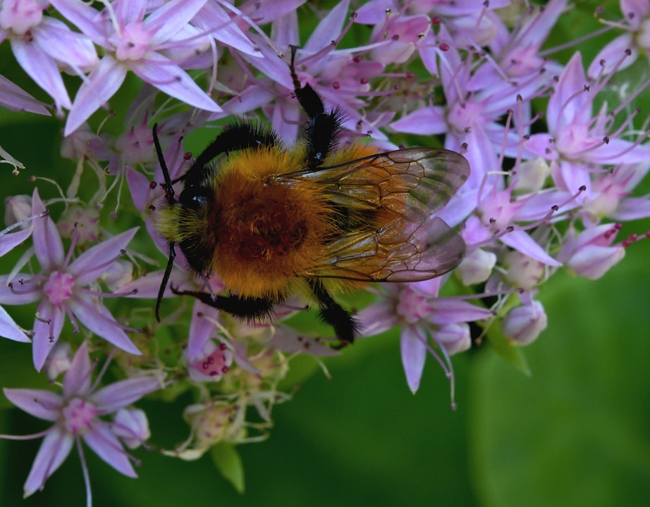 Bombyx Insecte La Nature Animal - Photo gratuite sur Pixabay - Pixabay