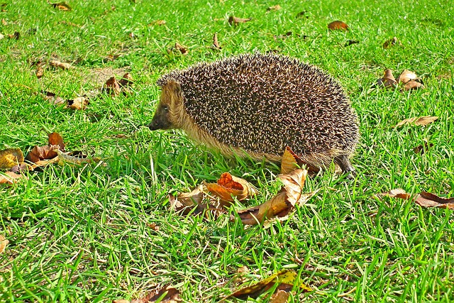 Hedgehog Rodent Animal Spiny - Free photo on Pixabay