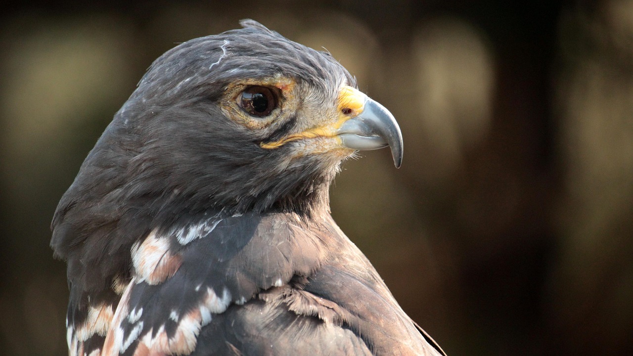Eagle Bird Animal - Free photo on Pixabay - Pixabay