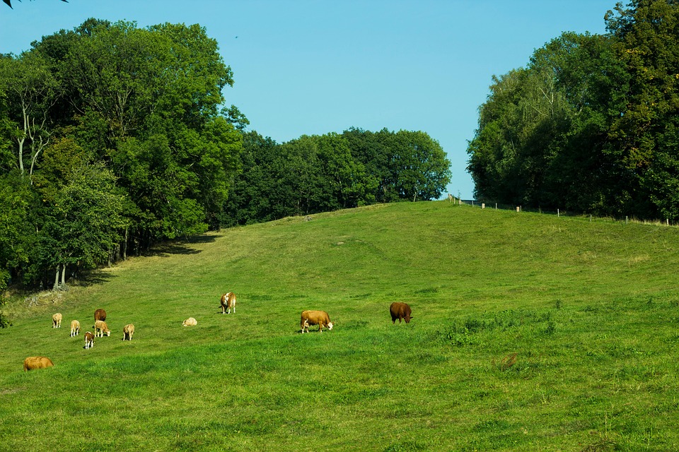 Pasture Cows Cattle Animal - Free photo on Pixabay