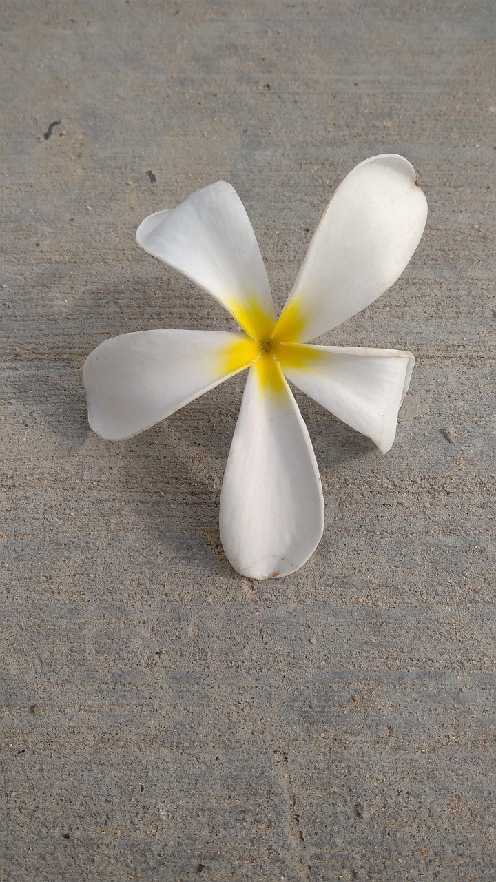 Schöne Blumenbilder Blume Bild - Kostenloses Foto auf Pixabay