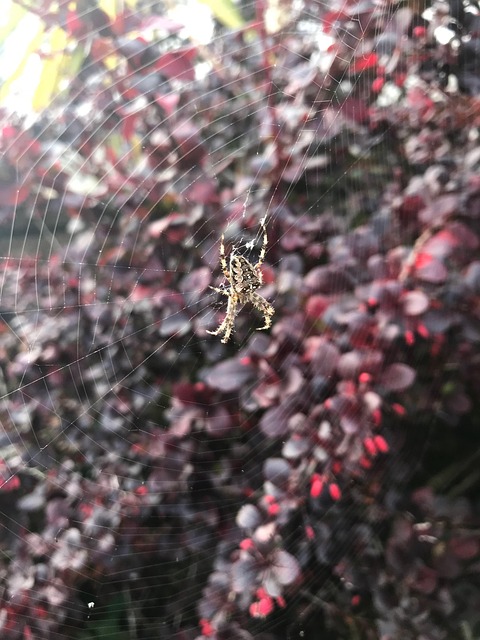 Spinne Netz Spinnennetz - Kostenloses Foto auf Pixabay - Pixabay