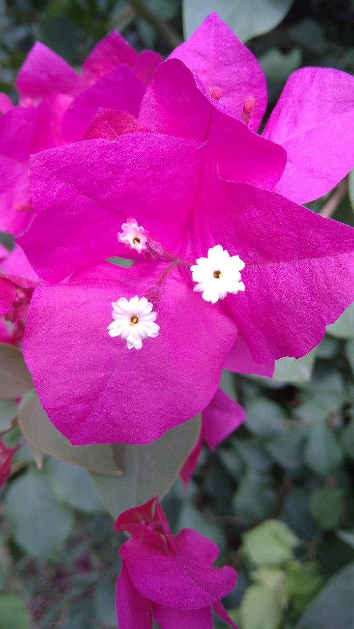 Bunga Merah Muda Alami Alam - Foto gratis di Pixabay - Pixabay
