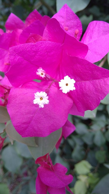 Fleur Rose Fleurs Naturelles - Photo gratuite sur Pixabay - Pixabay