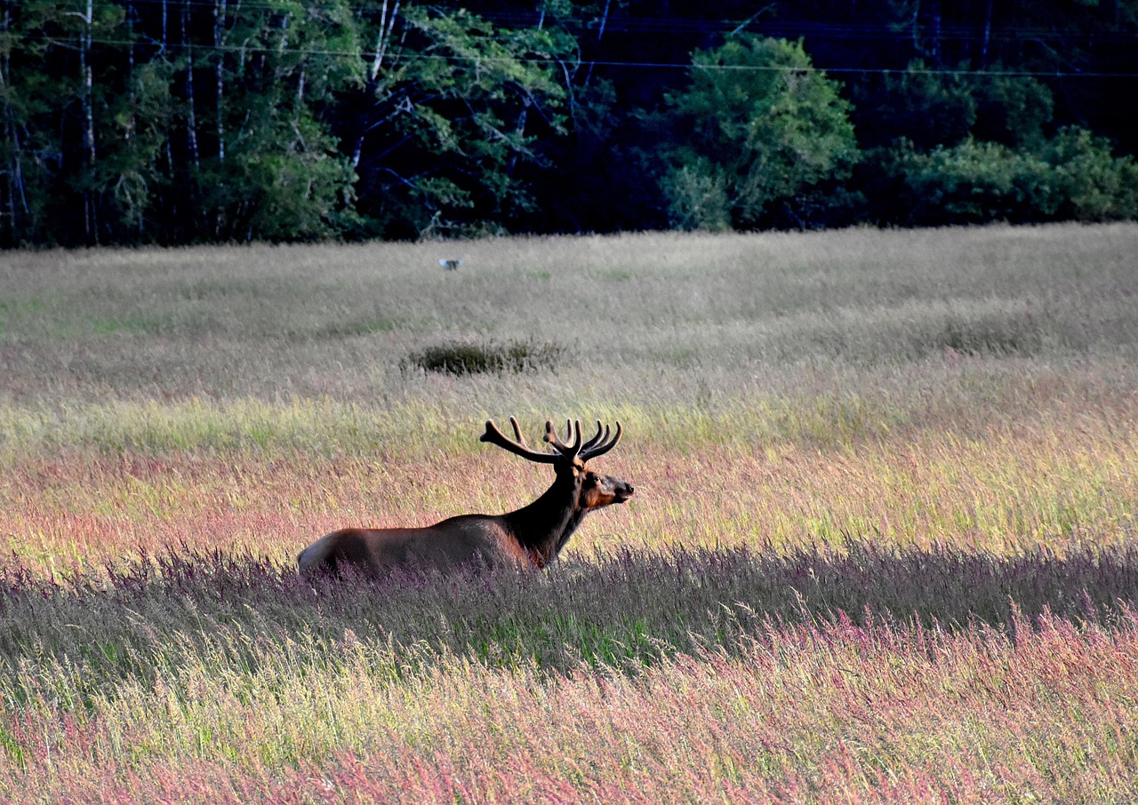 Elk Deer Antlers - Free photo on Pixabay