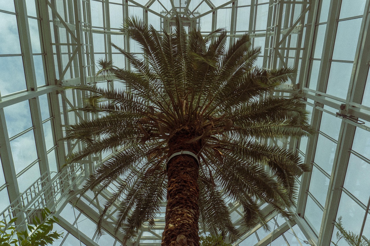 Palme Tropische Pflanze Palm Leaf - Kostenloses Foto auf Pixabay - Pixabay