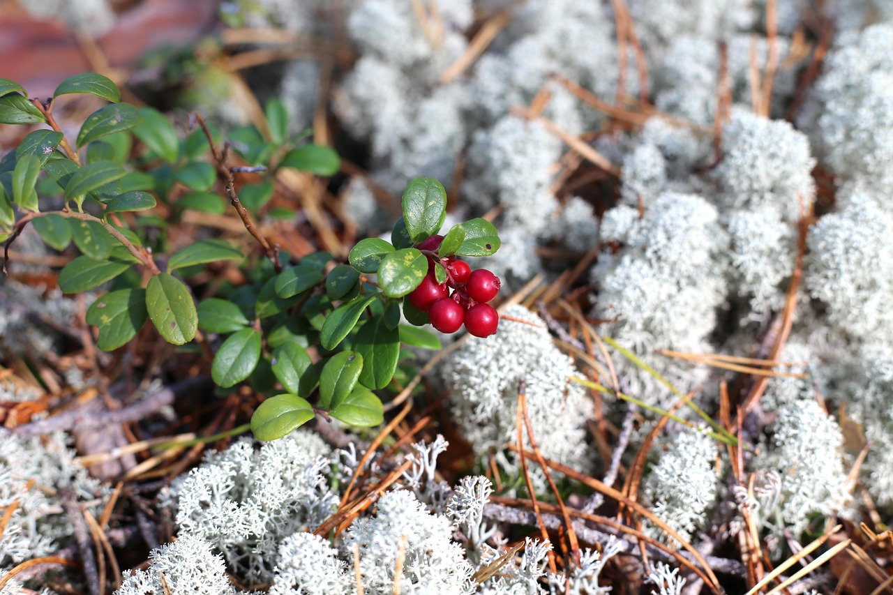 Cowberry Berry Red - Free photo on Pixabay - Pixabay