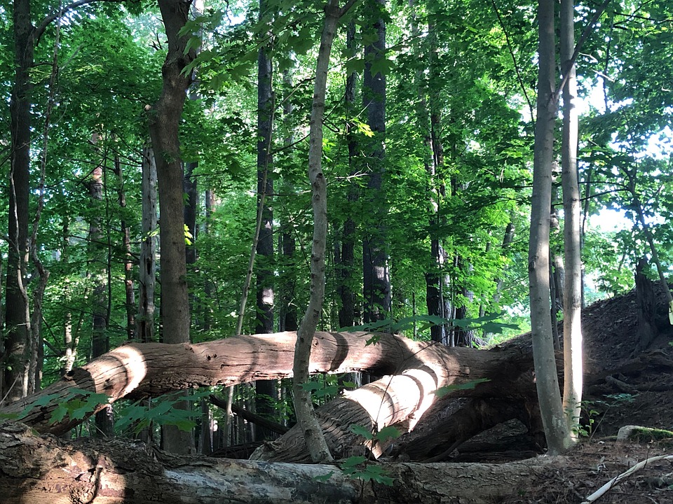 Woods Nature Hiking - Free photo on Pixabay