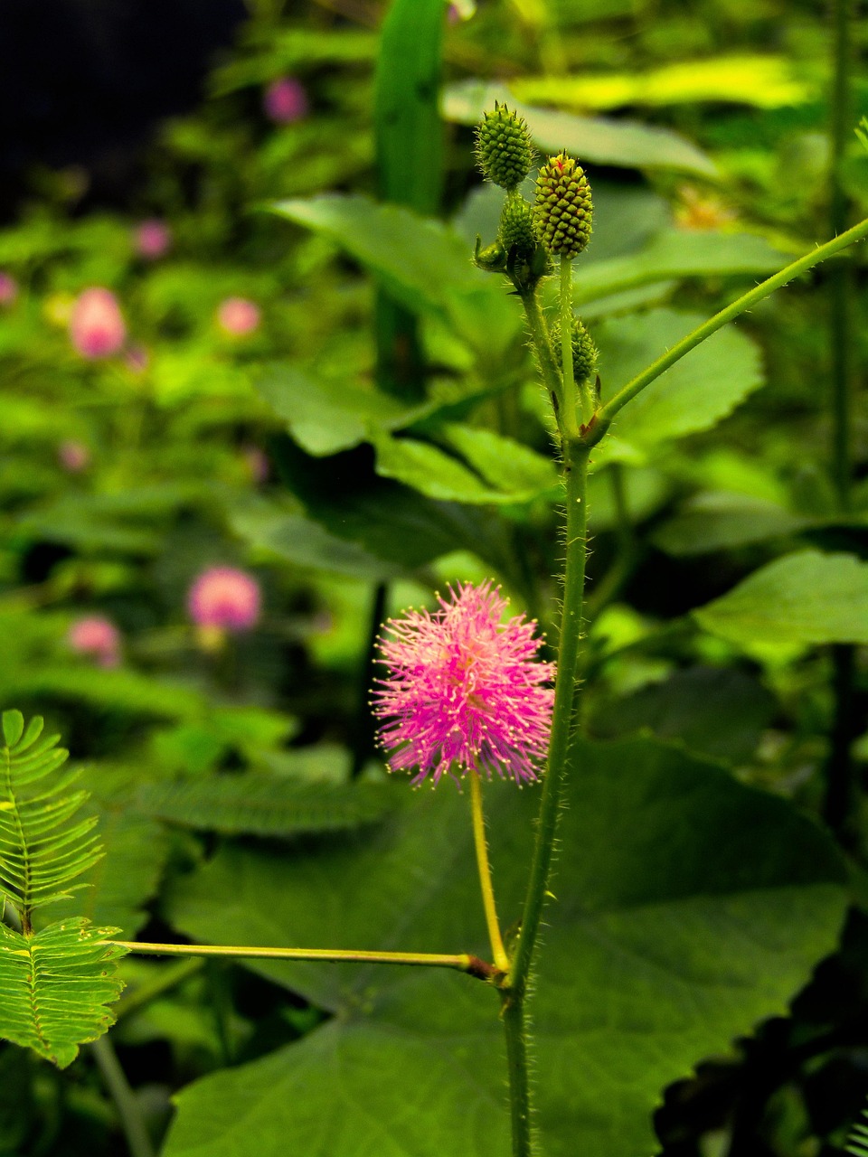 Green Flower Nature - Free photo on Pixabay
