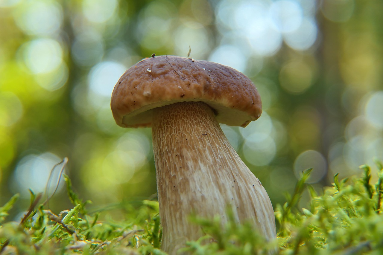 Boletus Edulis Mushroom Edible - Free photo on Pixabay