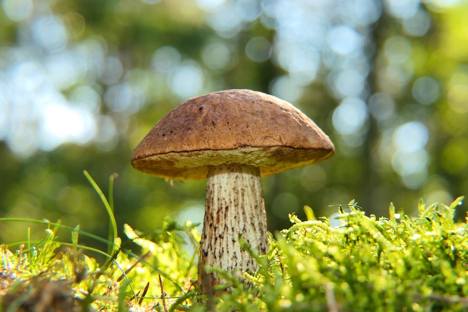 Leccinum Scabrum Mushroom Edible - Free photo on Pixabay - Pixabay