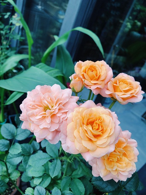 Flores Jardim - Foto gratuita no Pixabay - Pixabay