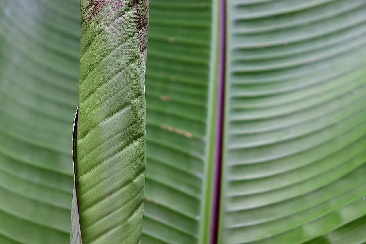 Banana Leaves Tree - Free photo on Pixabay - Pixabay