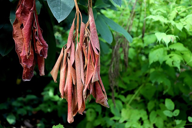 Dried Leaves Plants Shrub - Free photo on Pixabay - Pixabay