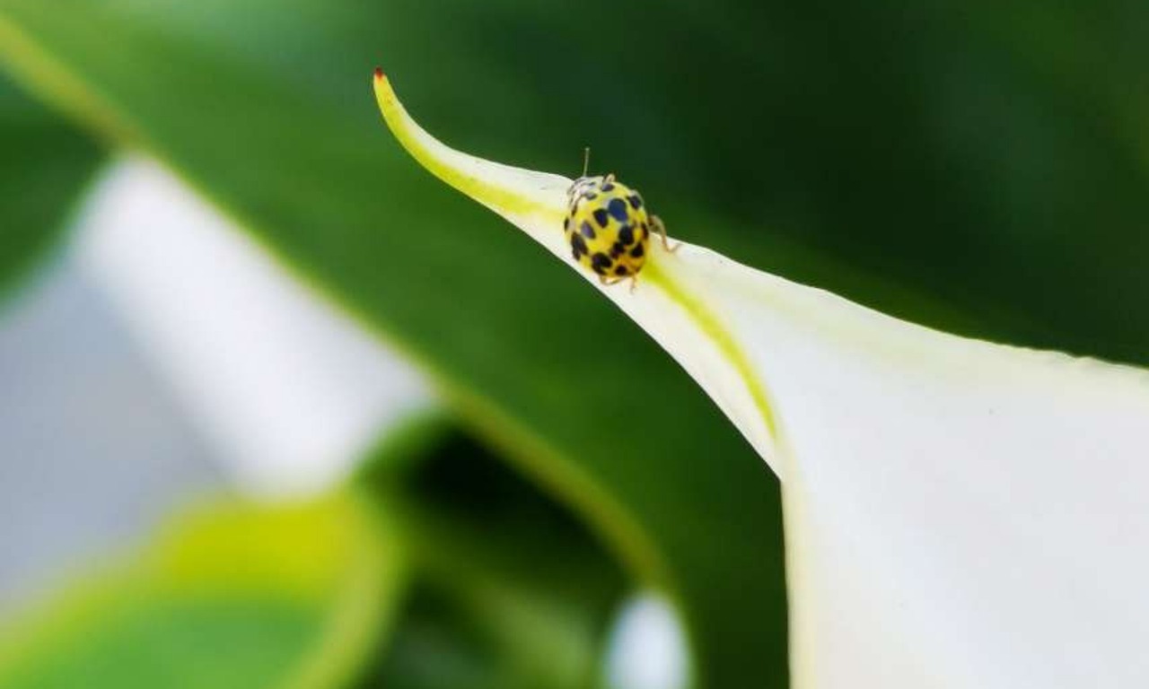 Leben Tier Natur - Kostenloses Foto auf Pixabay - Pixabay