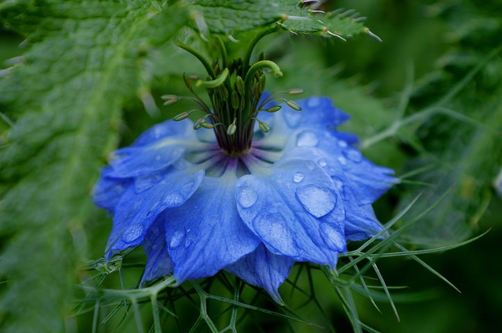 100+ Free Nigella & Flower Images - Pixabay