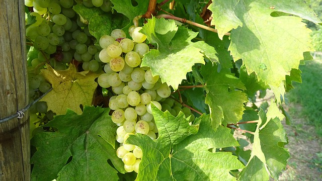 Vintage Grapes Winemaker - Free photo on Pixabay