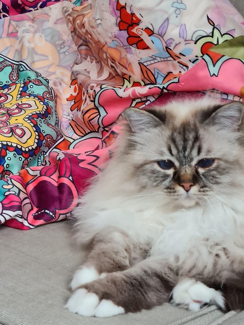Gato Birman Sagrado De Raça - Foto gratuita no Pixabay - Pixabay
