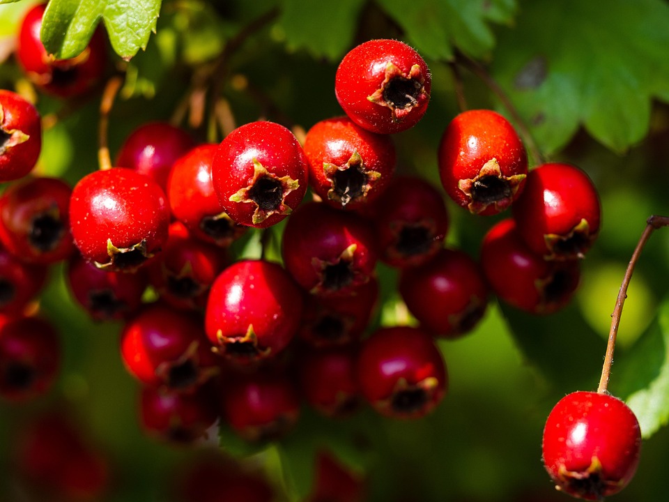 Hawthorn Autumn Fruits - Free photo on Pixabay - Pixabay