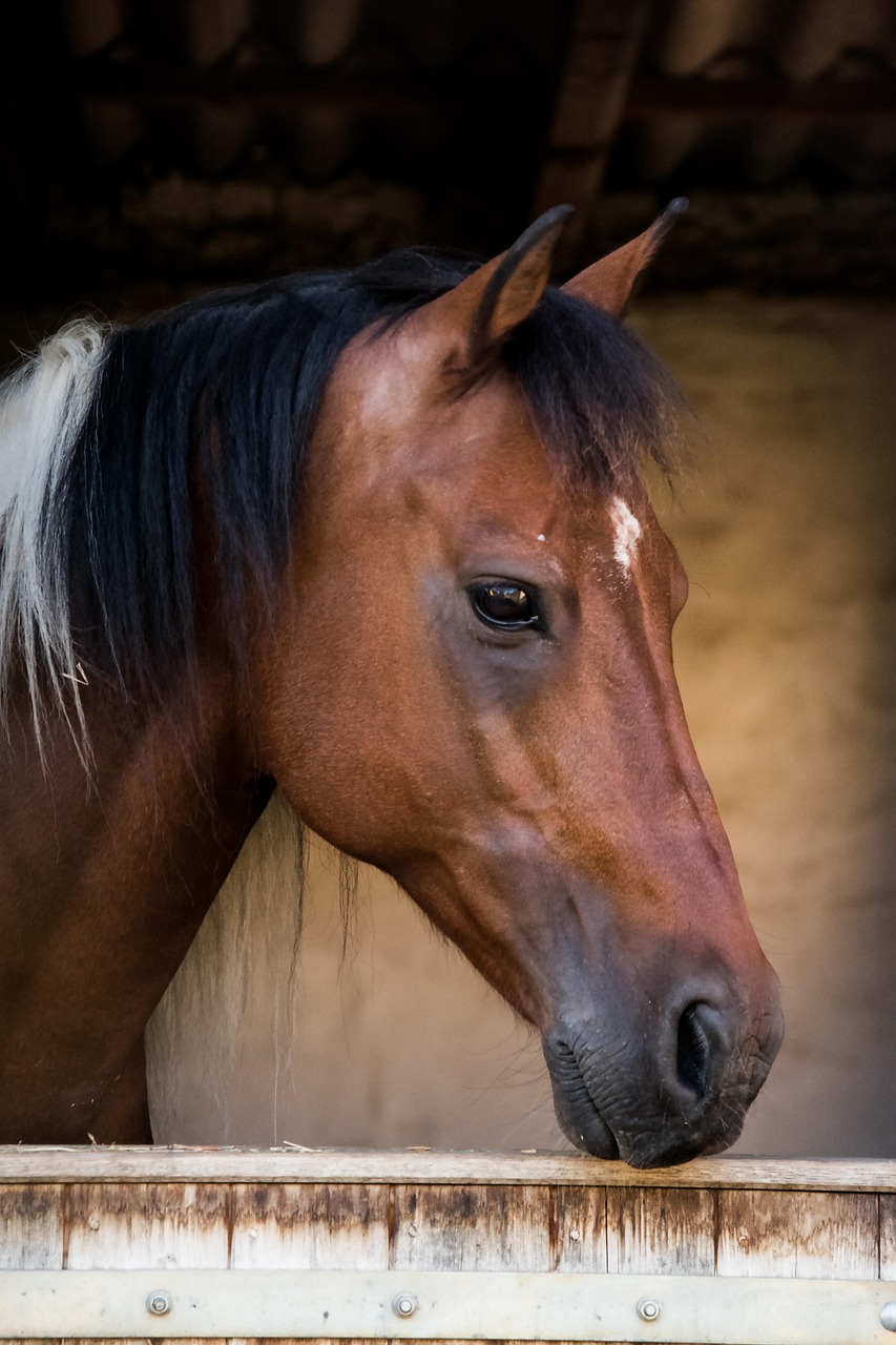 Horse Animal Mammal - Free photo on Pixabay - Pixabay