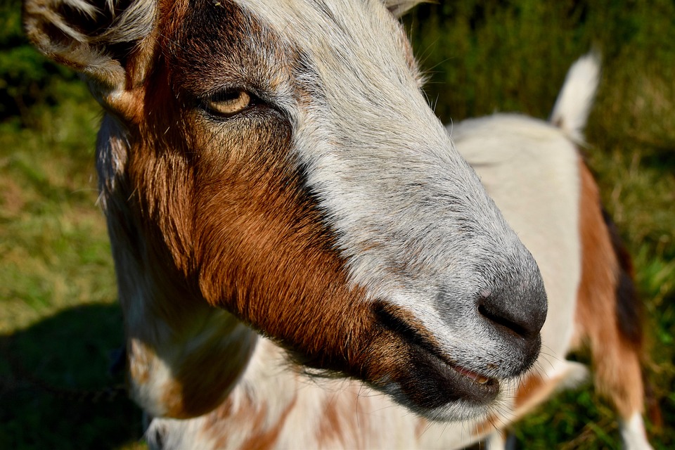 Chèvre Ruminant Animal - Photo gratuite sur Pixabay - Pixabay