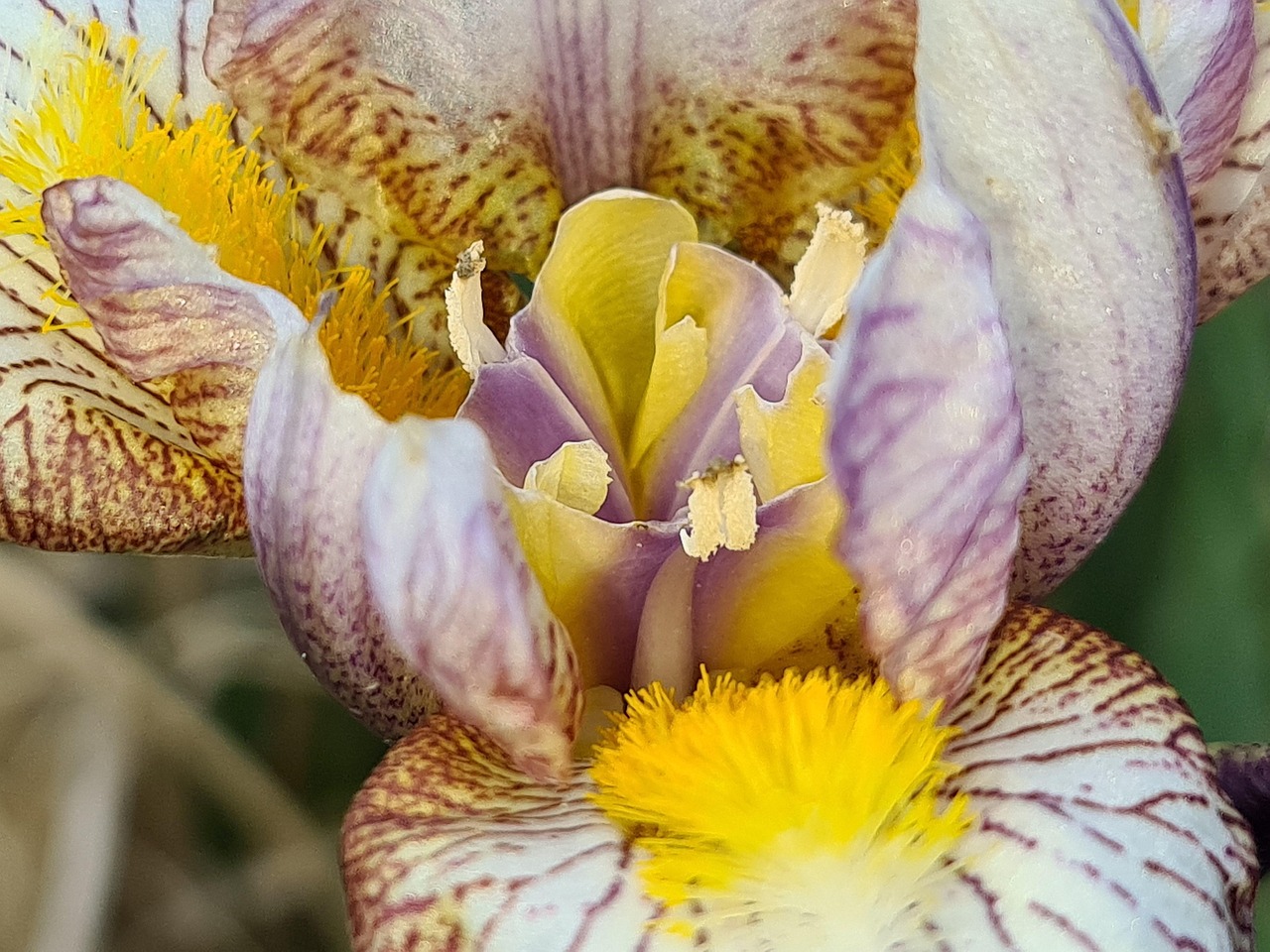 Bunga Bakung Putik Alam - Foto gratis di Pixabay - Pixabay