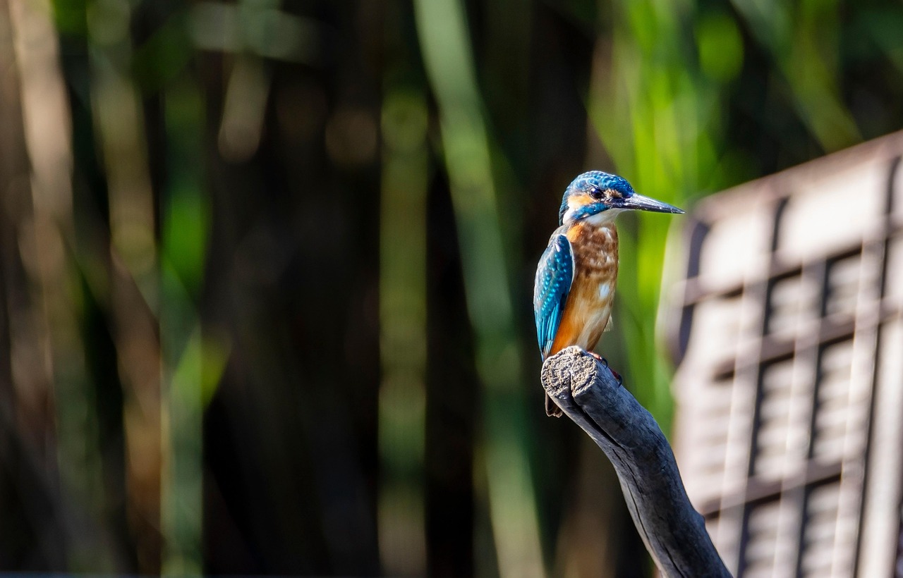 300+ Free Fisher & Nature Images - Pixabay
