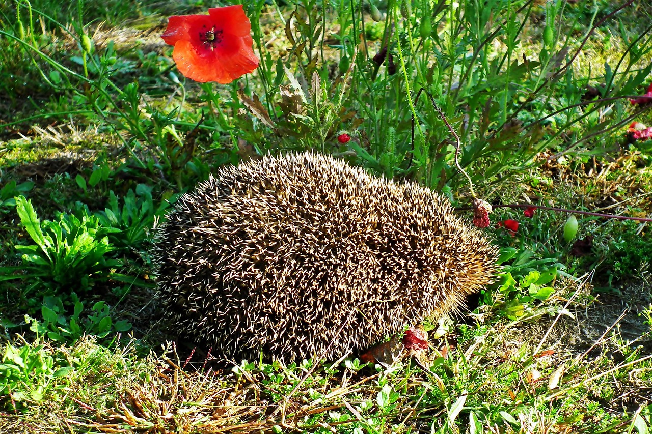 Igelkott Djur Däggdjur Taggigt - Gratis foto på Pixabay - Pixabay