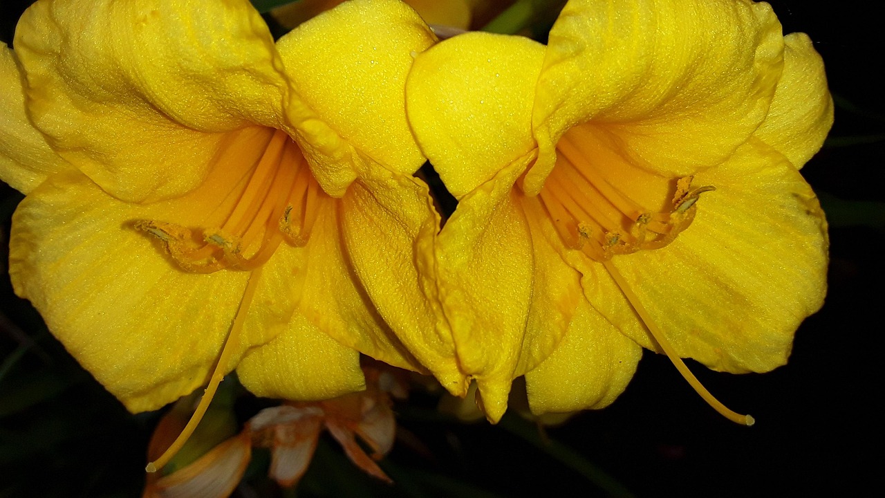 Kuning Bunga Kebun - Foto gratis di Pixabay - Pixabay