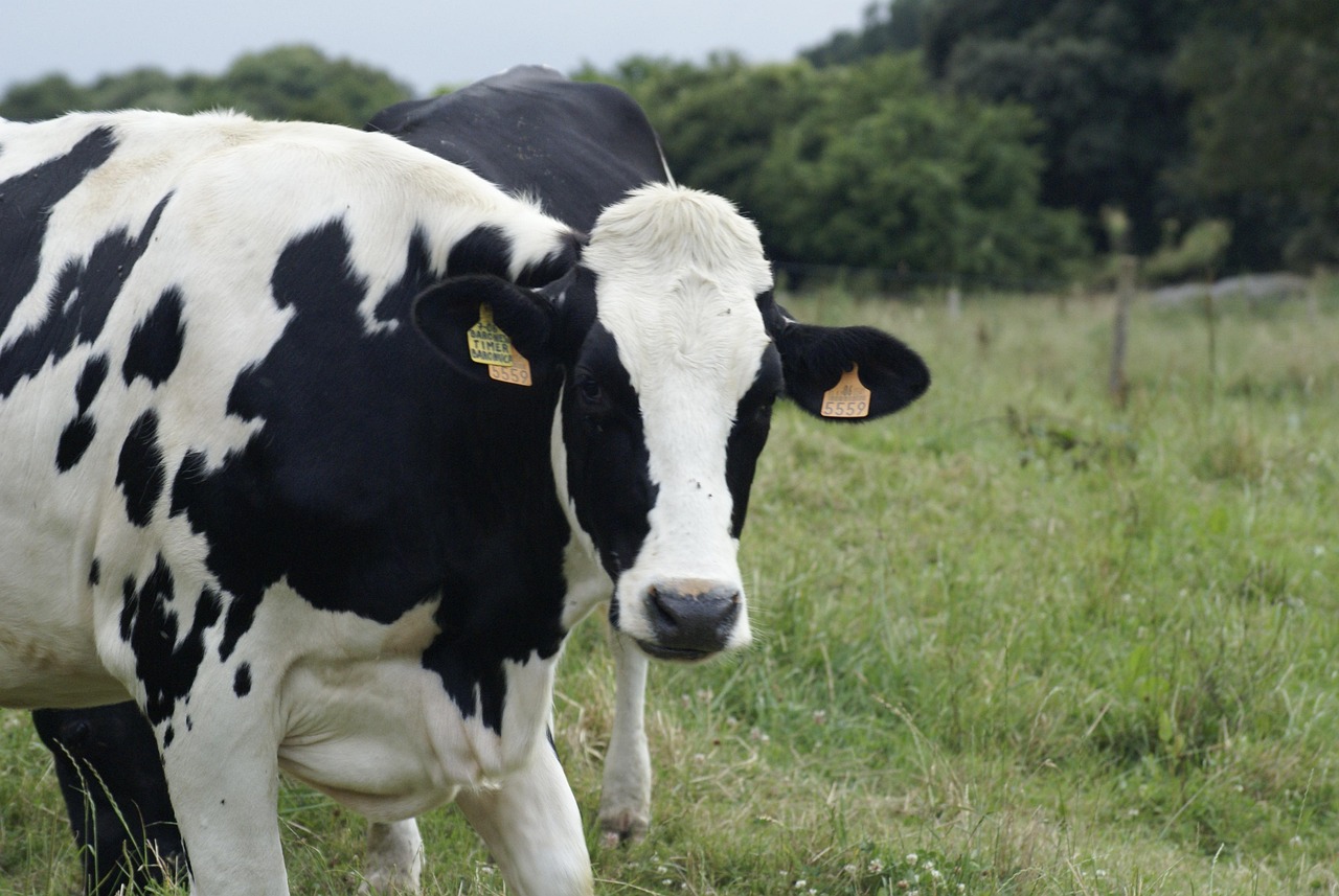 Ferme Vache Campagne Les - Photo gratuite sur Pixabay - Pixabay