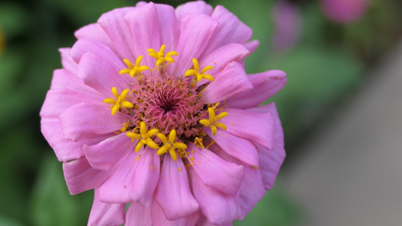 Zinnia Floretes Flor - Foto gratis en Pixabay - Pixabay