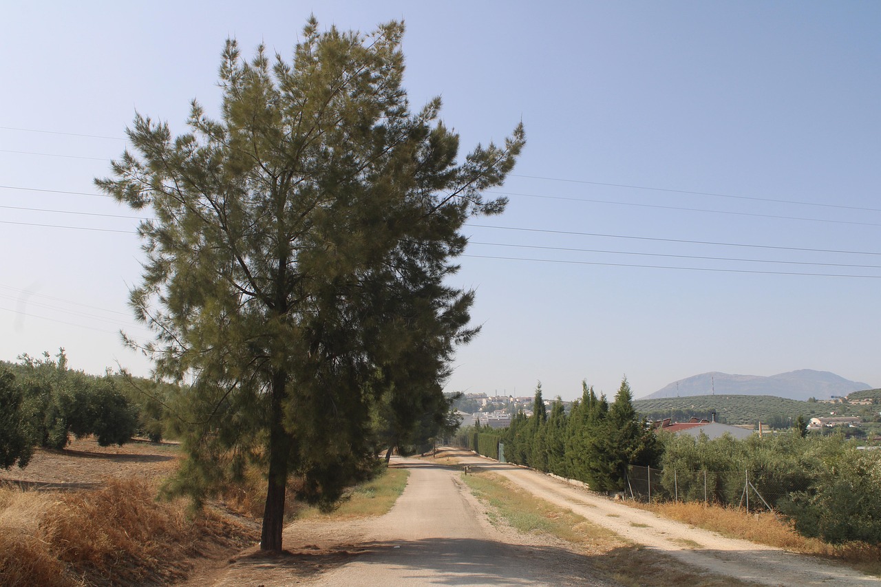 Path Jalur Trekking - Foto gratis di Pixabay - Pixabay