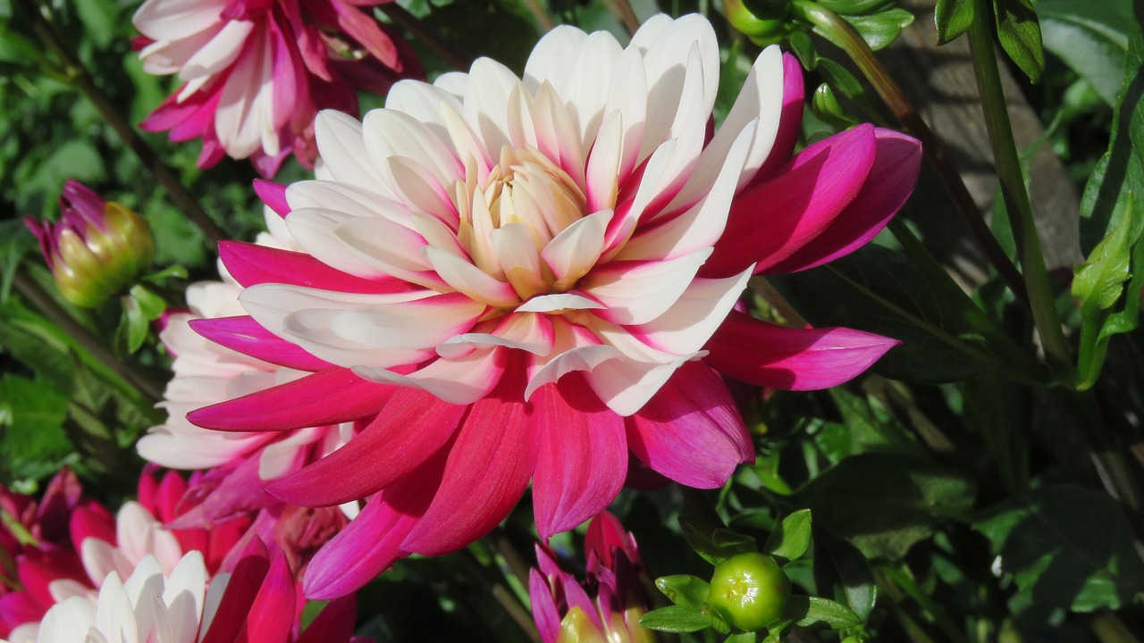 Dahlia Bunga Musim Gugur Akhir - Foto gratis di Pixabay - Pixabay