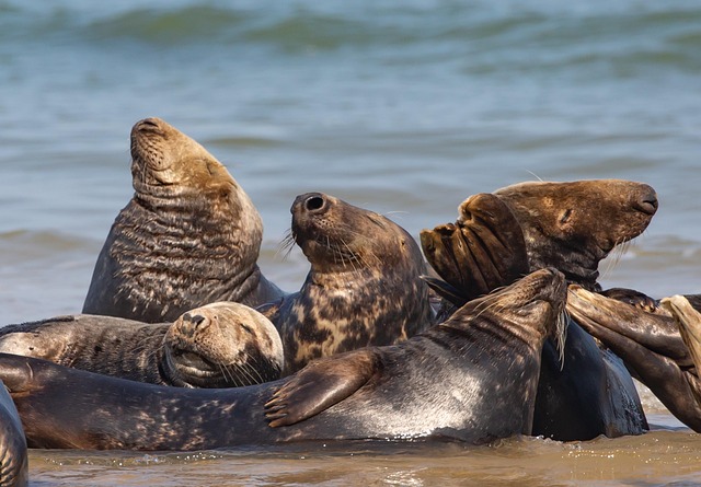 Harbor Seals Animals - Free photo on Pixabay