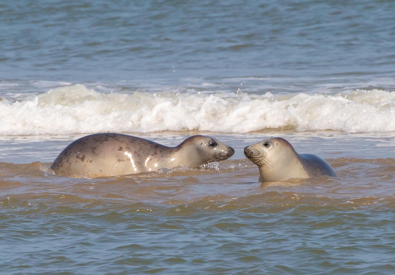 Harbor Seals Animals - Free photo on Pixabay - Pixabay
