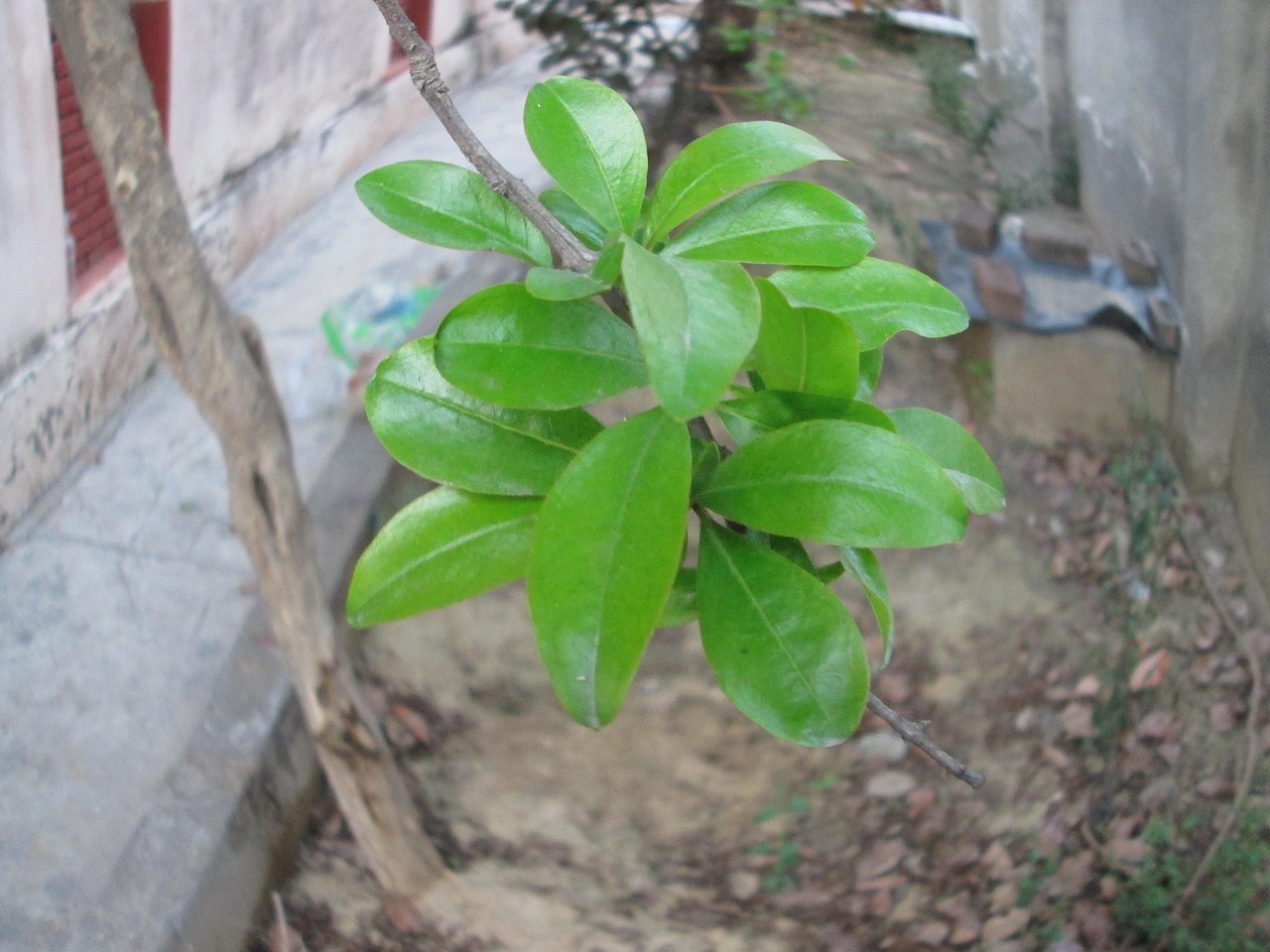 Pomegrant Leaves Wildlife Natural - Free photo on Pixabay - Pixabay