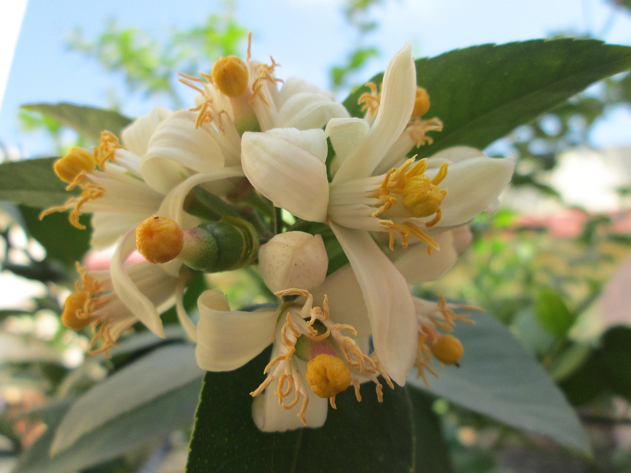 Bunga Tua Kuning Margasatwa Alam - Foto gratis di Pixabay - Pixabay