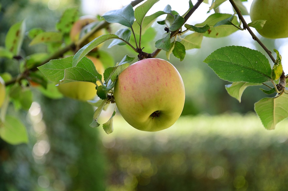 Apfel Wächst Obstgarten - Kostenloses Foto auf Pixabay - Pixabay