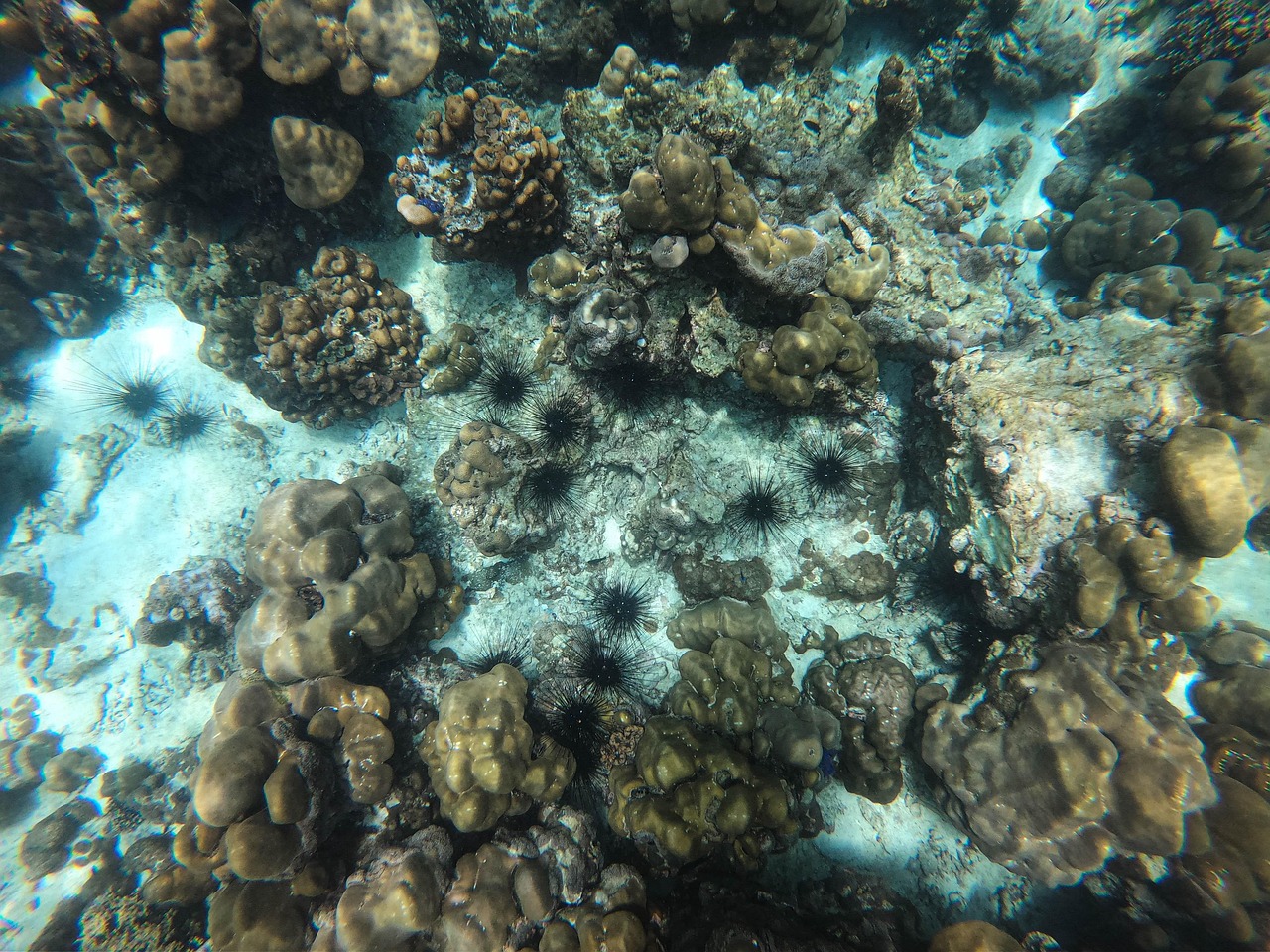 Laut Batu Karang Bulu Babi - Foto gratis di Pixabay - Pixabay