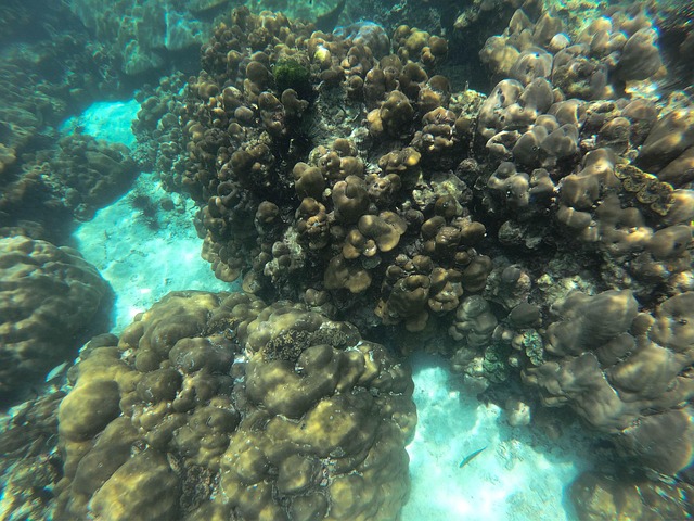 Oceano Recife De Corais Mar - Foto gratuita no Pixabay - Pixabay