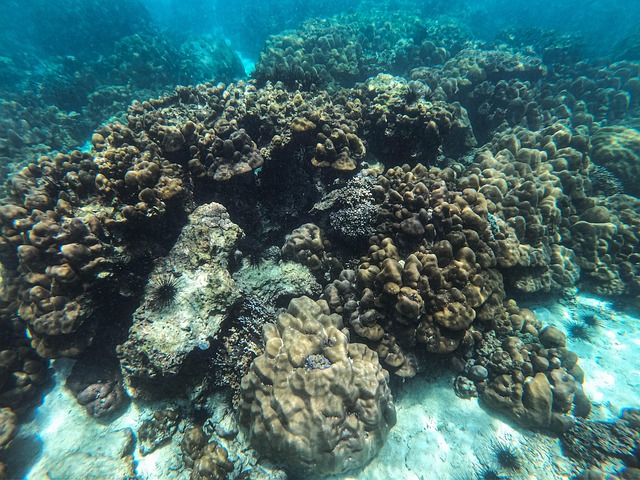 Oceano Recife De Corais Mar - Foto gratuita no Pixabay - Pixabay
