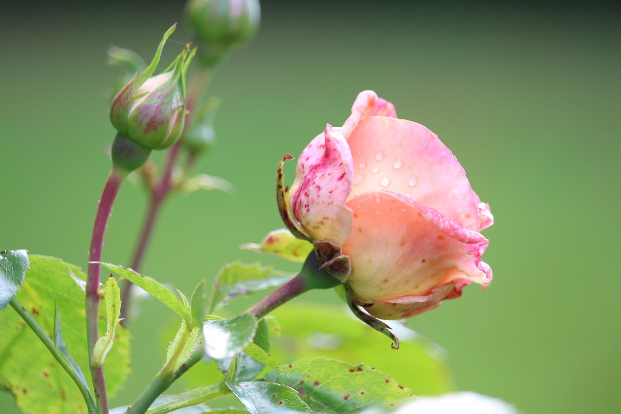 Rose Blossom Bloom - Free photo on Pixabay - Pixabay