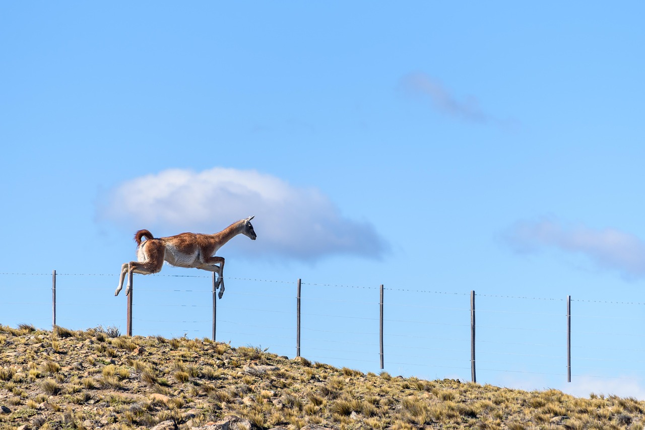 30+ Free Guanaco & Patagonia Images - Pixabay