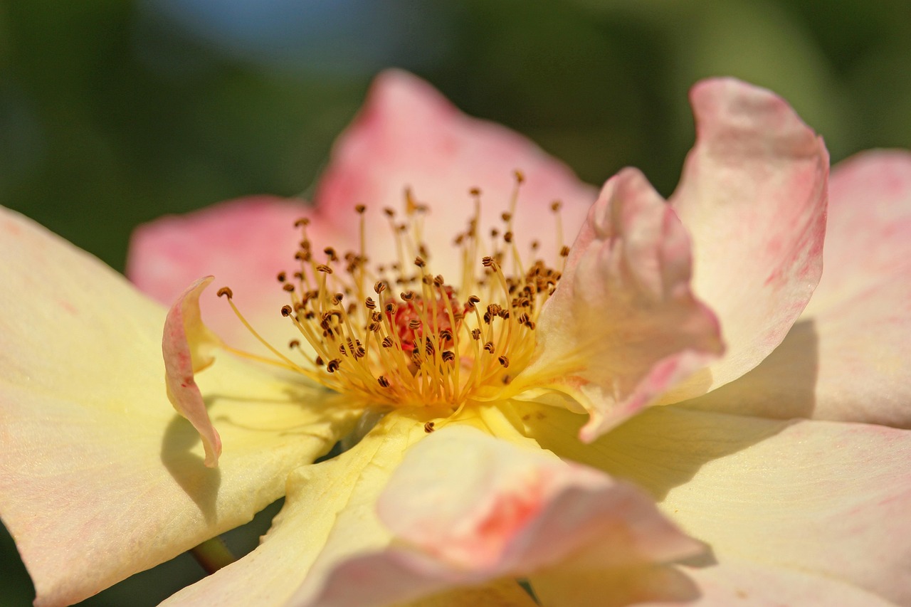 Rosier Grimpant Rose Fleurir - Photo gratuite sur Pixabay - Pixabay